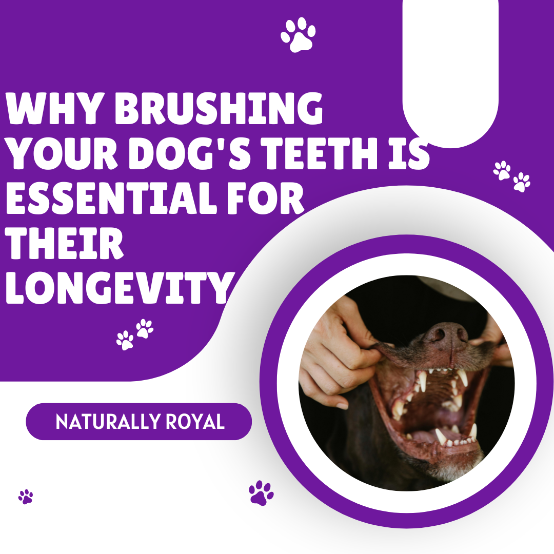 Why Brushing Your Dog's Teeth is Essential for Their Longevity – Naturally Royal