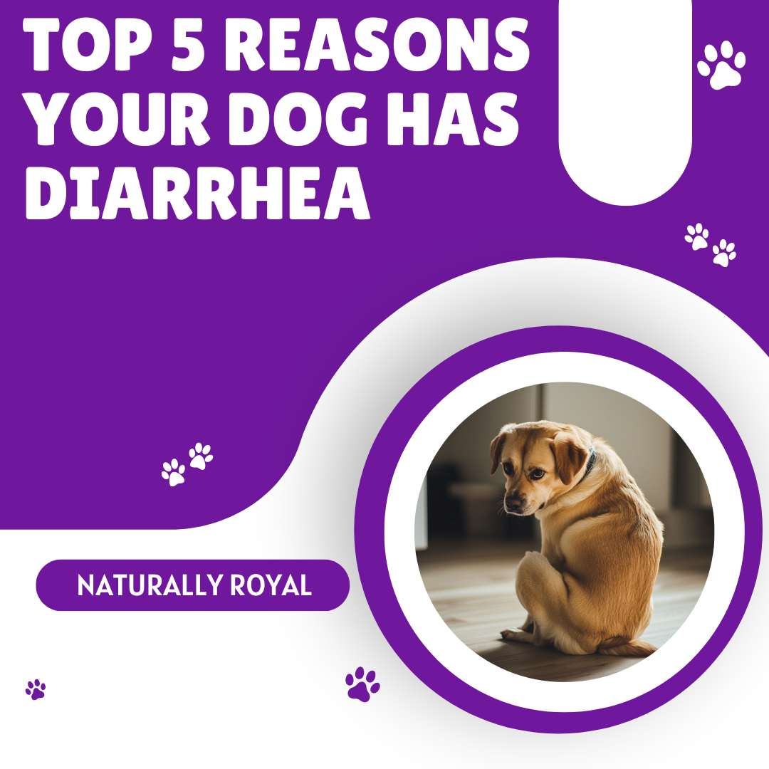 Top 5 Reasons Your Dog Has Diarrhea – Naturally Royal