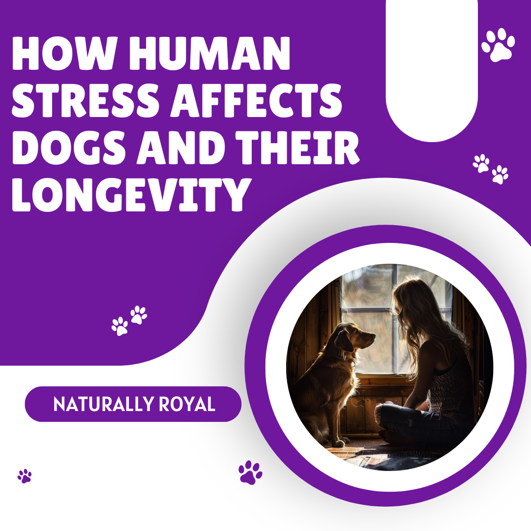 How Human Stress Affects Dogs and Their Longevity – Naturally Royal