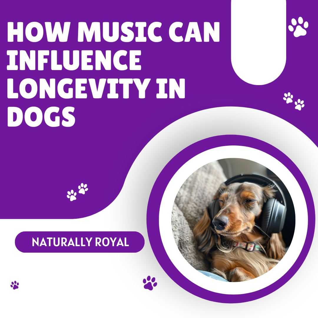 How Music Can Influence Longevity in Dogs – Naturally Royal