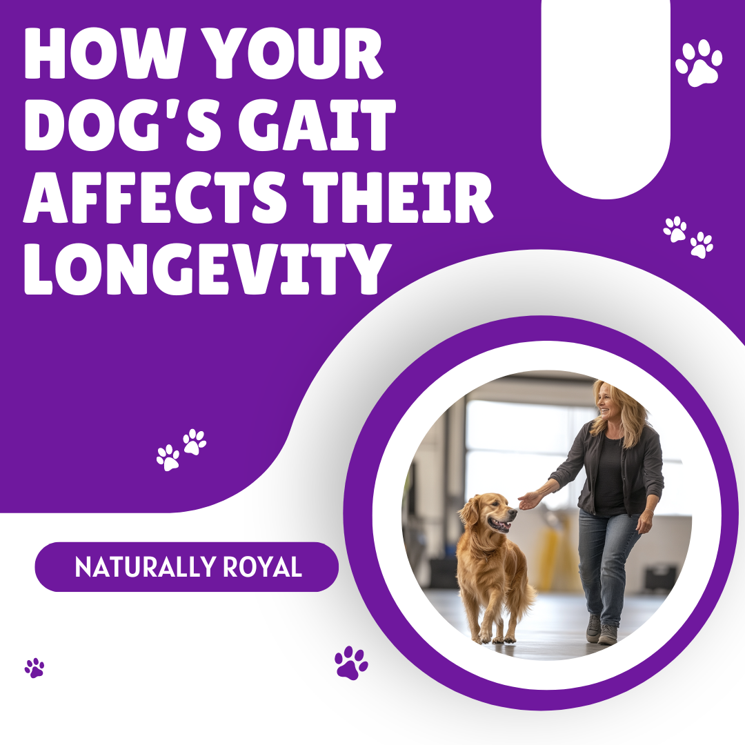 How Your Dog’s Gait Affects Their Longevity – Naturally Royal