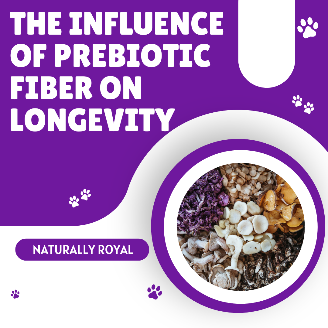 The Influence of Prebiotic Fiber on Longevity – Naturally Royal