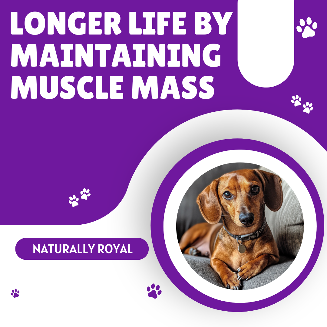 Longer Life by Maintaining Muscle Mass – Naturally Royal