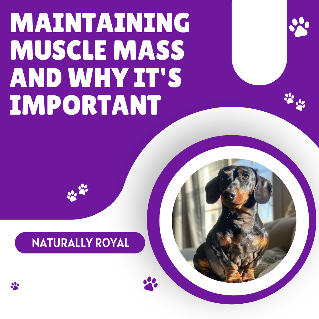 Maintaining Muscle Mass and Why It's Important – Naturally Royal