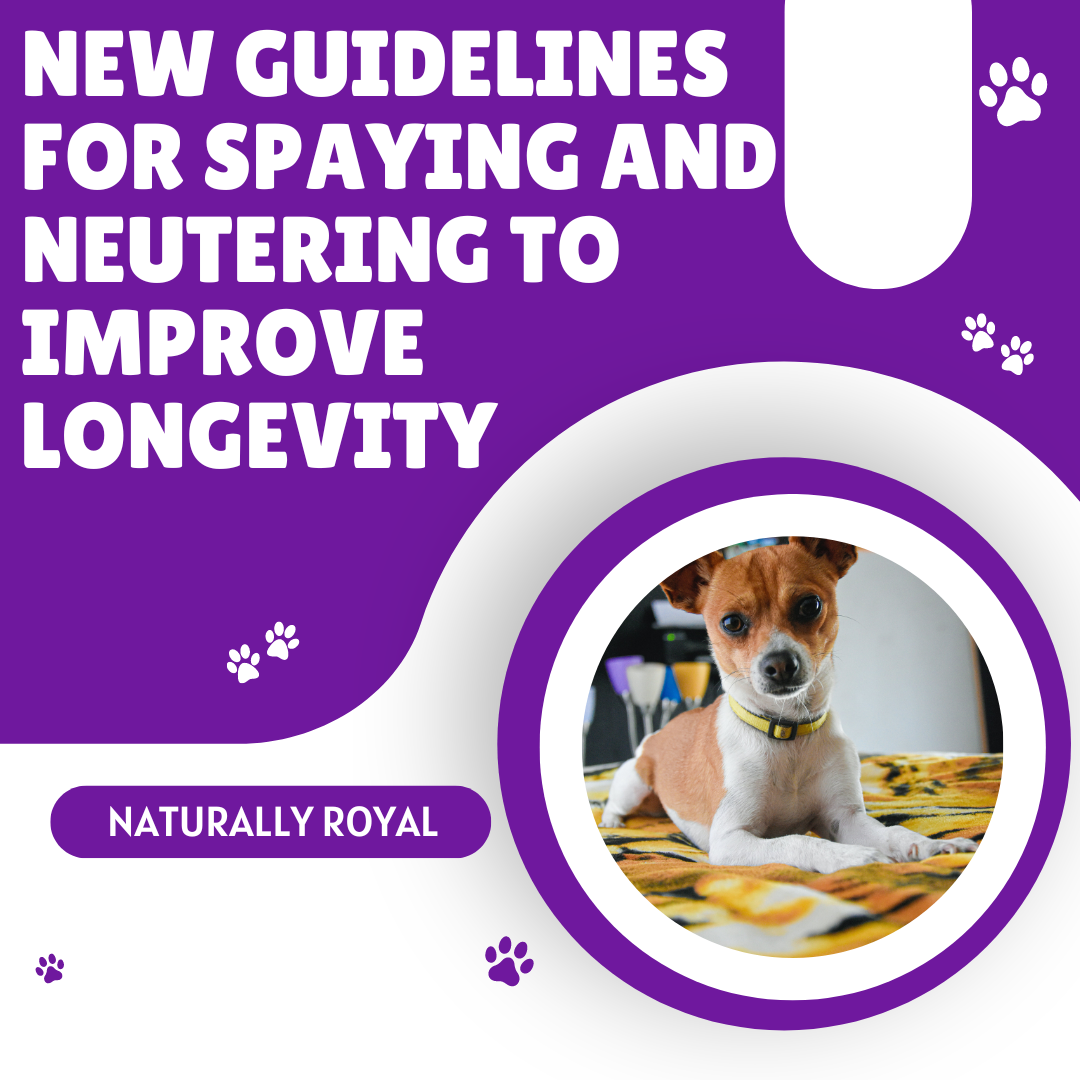 New Guidelines for Spaying and Neutering to Improve Longevity ...