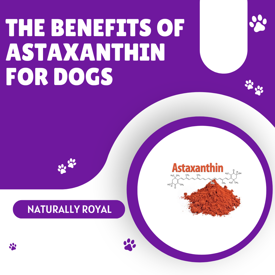 The Benefits of Astaxanthin for Dogs – Naturally Royal