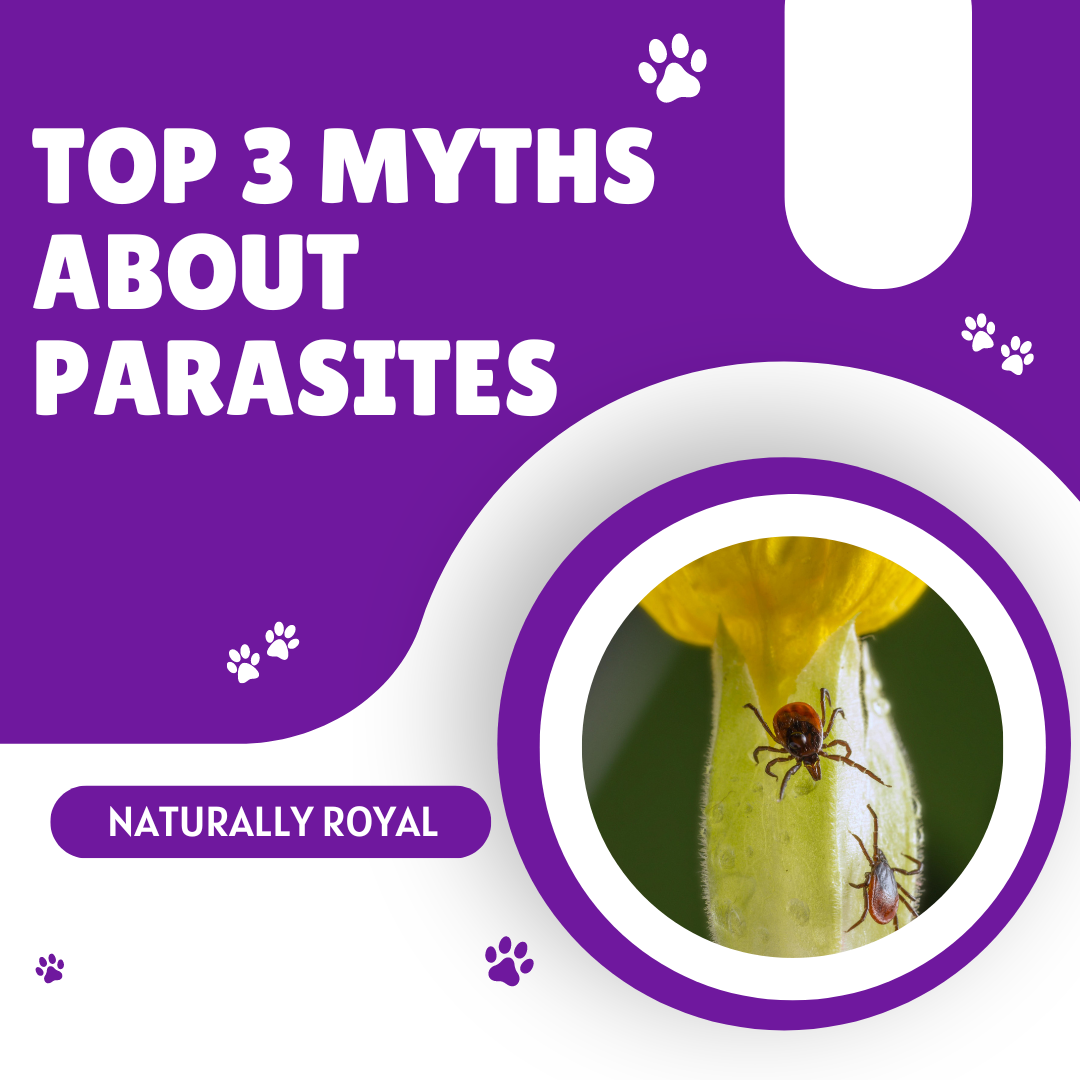 Top 3 Myths About Parasites – Naturally Royal
