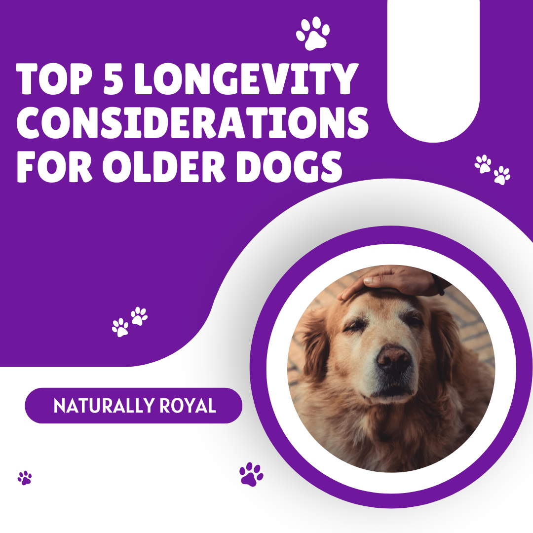 Top 5 Longevity Considerations for Older Dogs – Naturally Royal