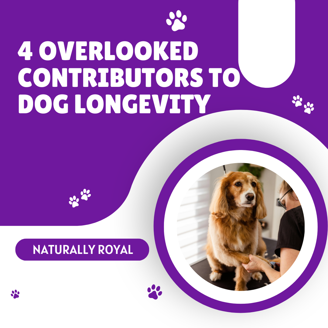 4 Overlooked Contributors to Dog Longevity – Naturally Royal