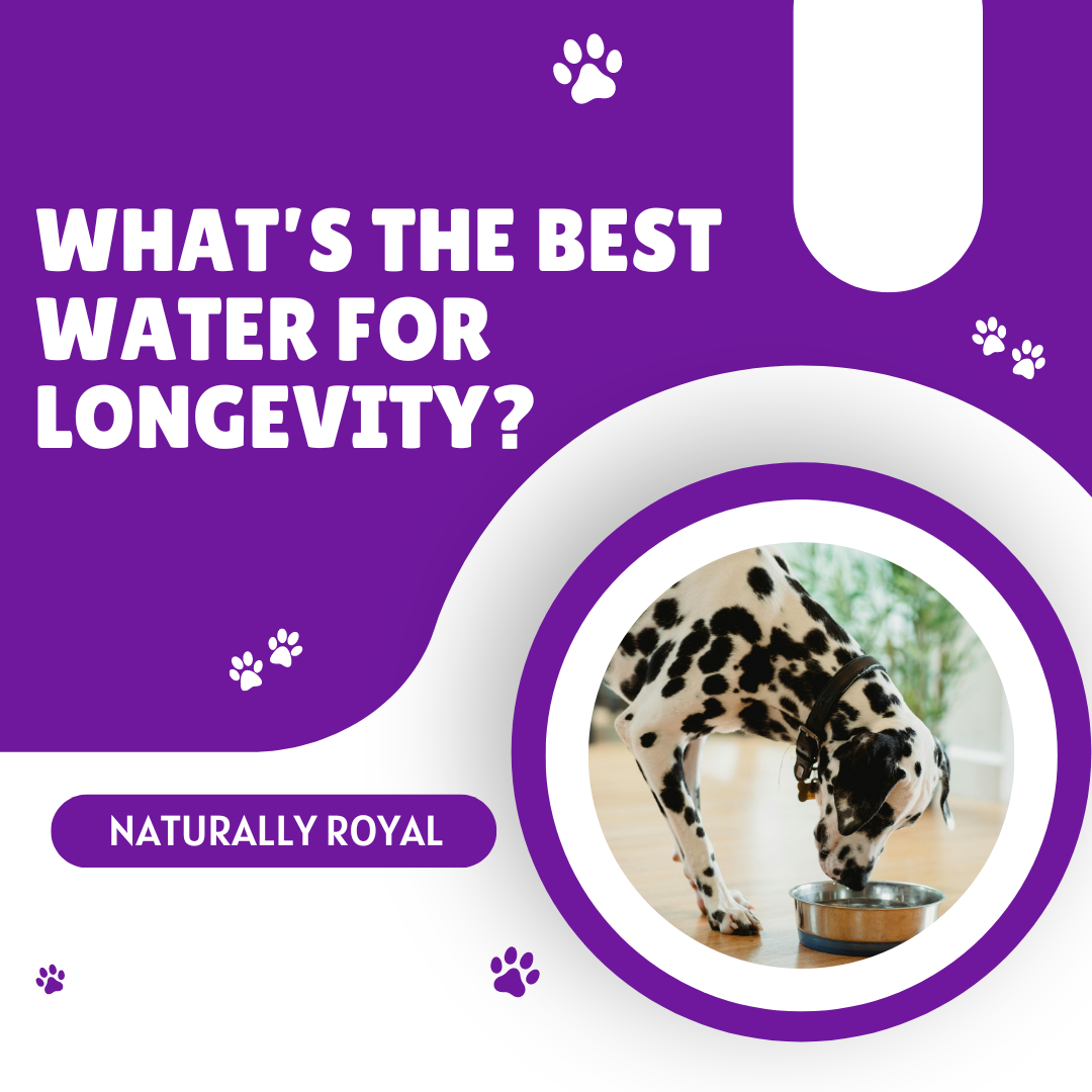 What’s the Best Water for Longevity? – Naturally Royal