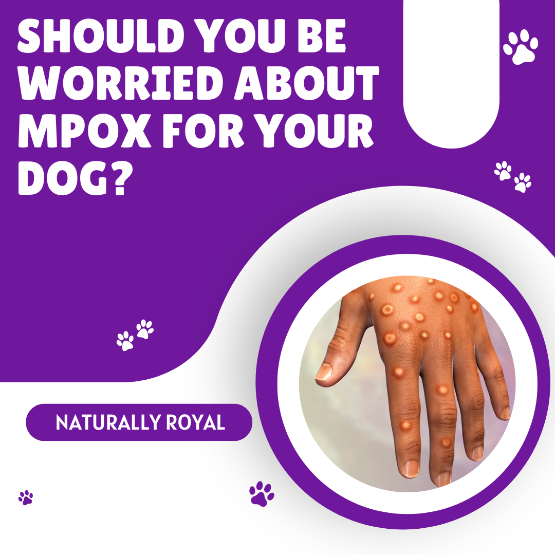 Should You Be Worried About Mpox for Your Dog? – Naturally Royal