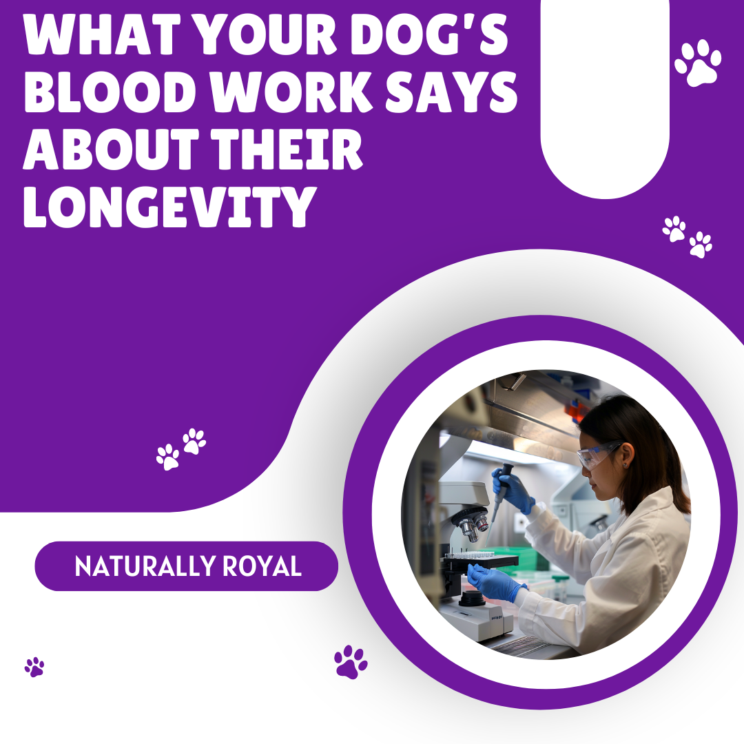What Your Dog’s Blood Work Says About Their Longevity – Naturally Royal